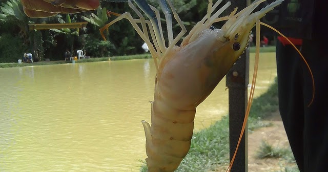tehnik dan cara memancing udang gala di sungai paling ampuh dan jitu
