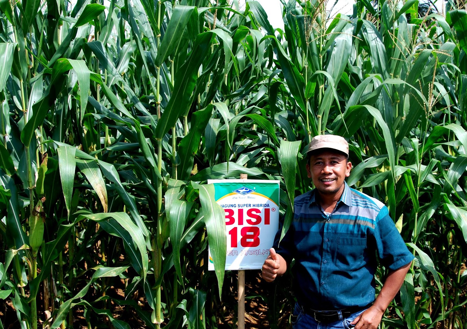BISI 18 jagung hibrida yang telah menjawab kebutuhan petani ...