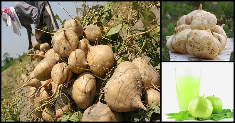 Regular Consumption Of Yam Bean Root Or Guava Juice Can Help Improve ...