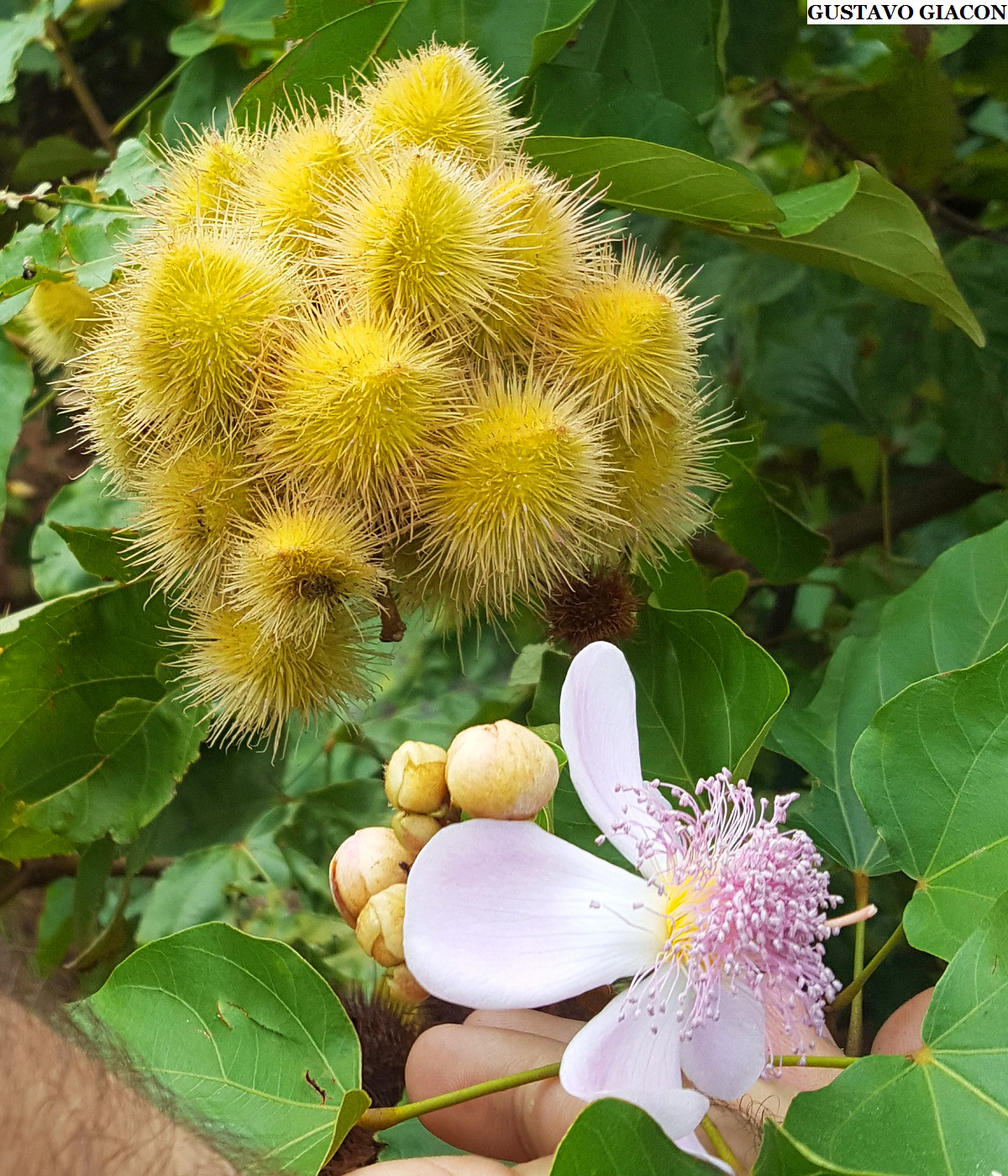 Viveiro Ciprest - Plantas Nativas e Exóticas: Urucum Amarelo ou Colorau ...