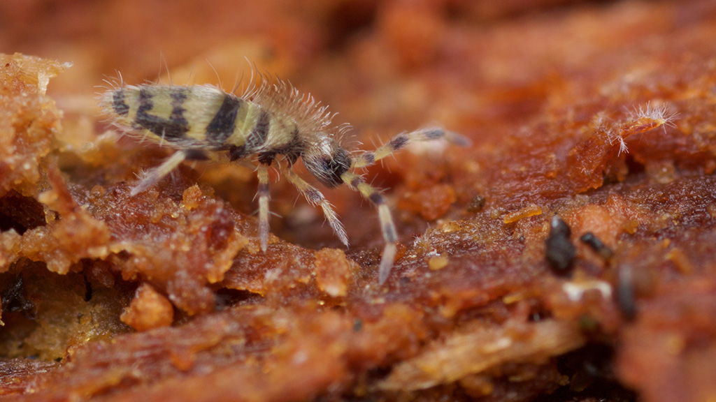 ムシをデザインしたのはダレ？: アヤトビムシ科 Homidia pseudosinensis