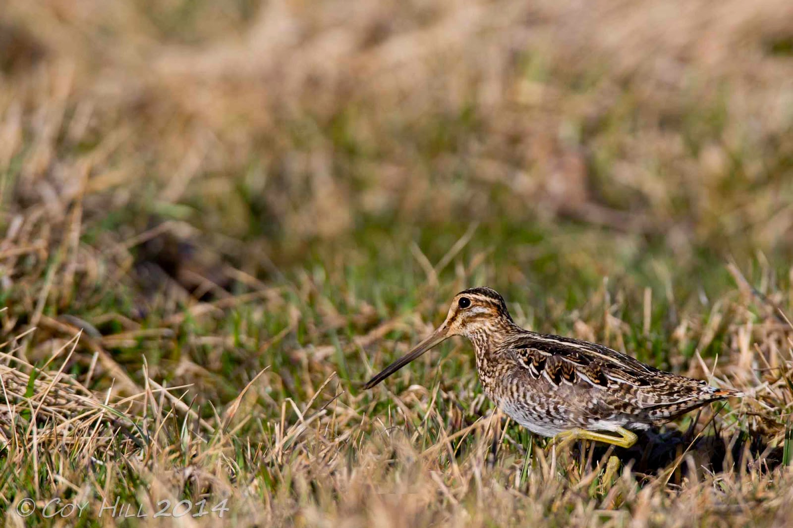 Country Captures: Snipe Hunting Anyone?