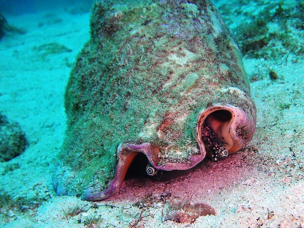 Conch Island — A Huge Cemetery of Millions of Conch Shells