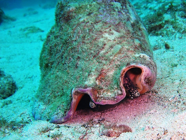Conch Island — A Huge Cemetery of Millions of Conch Shells