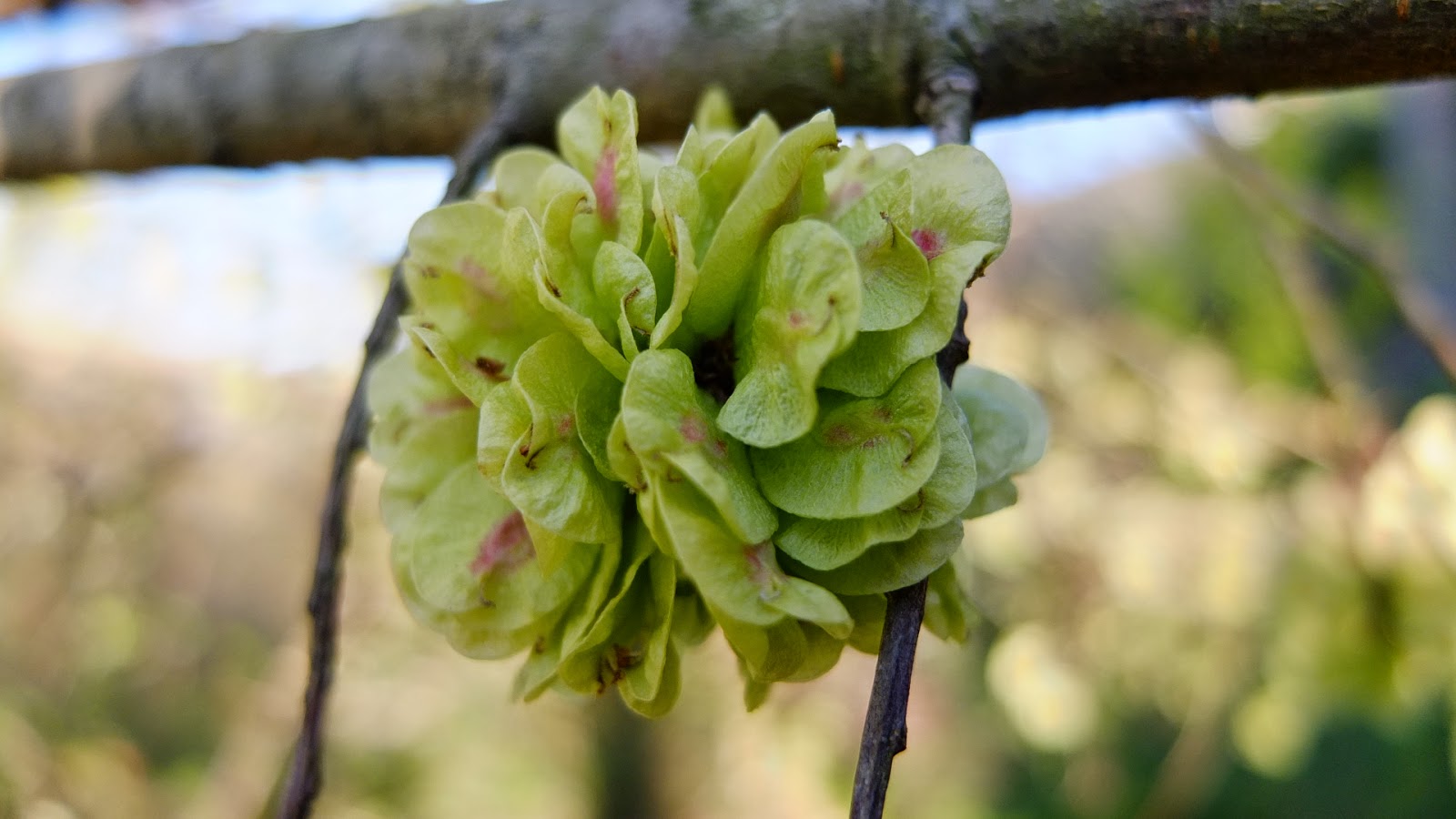 momentaneamente: l'ontano, lontano