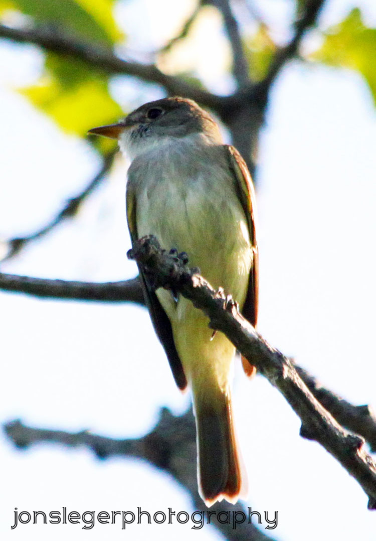 Northern Illinois Birder: More Flycatchers - Willow Flycatcher in ...