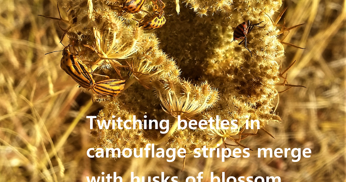 A POEM A DAY - CAMOUFLAGE