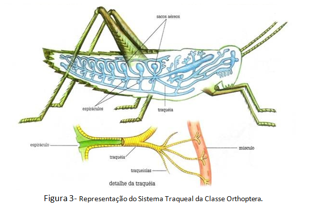 Comparando e Aprendendo!: Fisiologia da respiração: como é a respiração ...