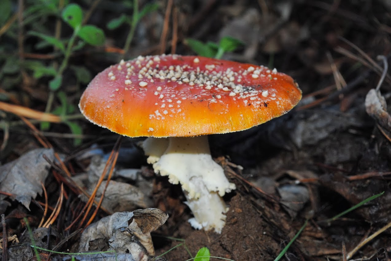 Biología 2: Amanitas (1)