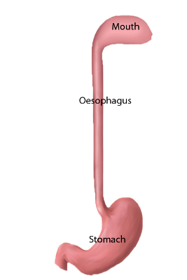 Esophagus Meaning