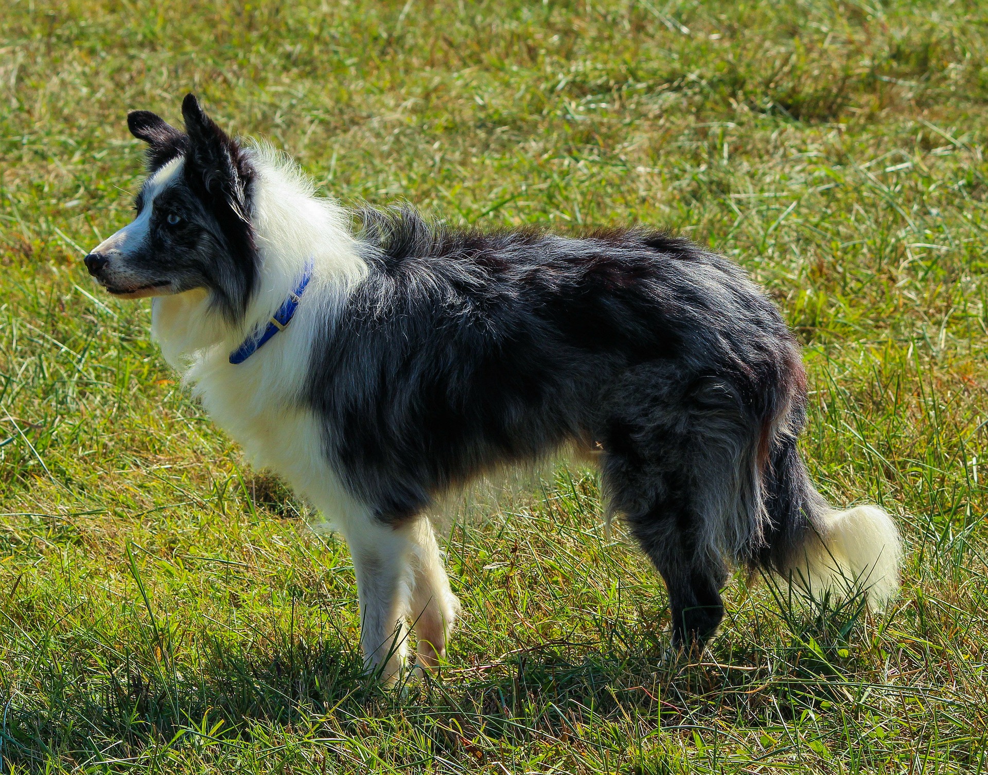 Blue Merle Minion: 4 Things to Watch to Keep Your Reactive Dog Under ...