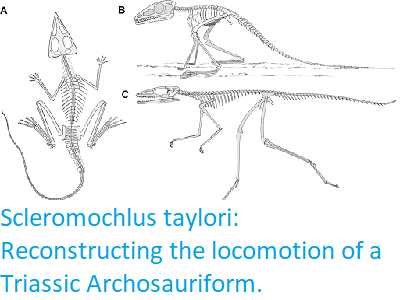 Sciency Thoughts: Elessaurus gondwanoccidens: A new species of ...