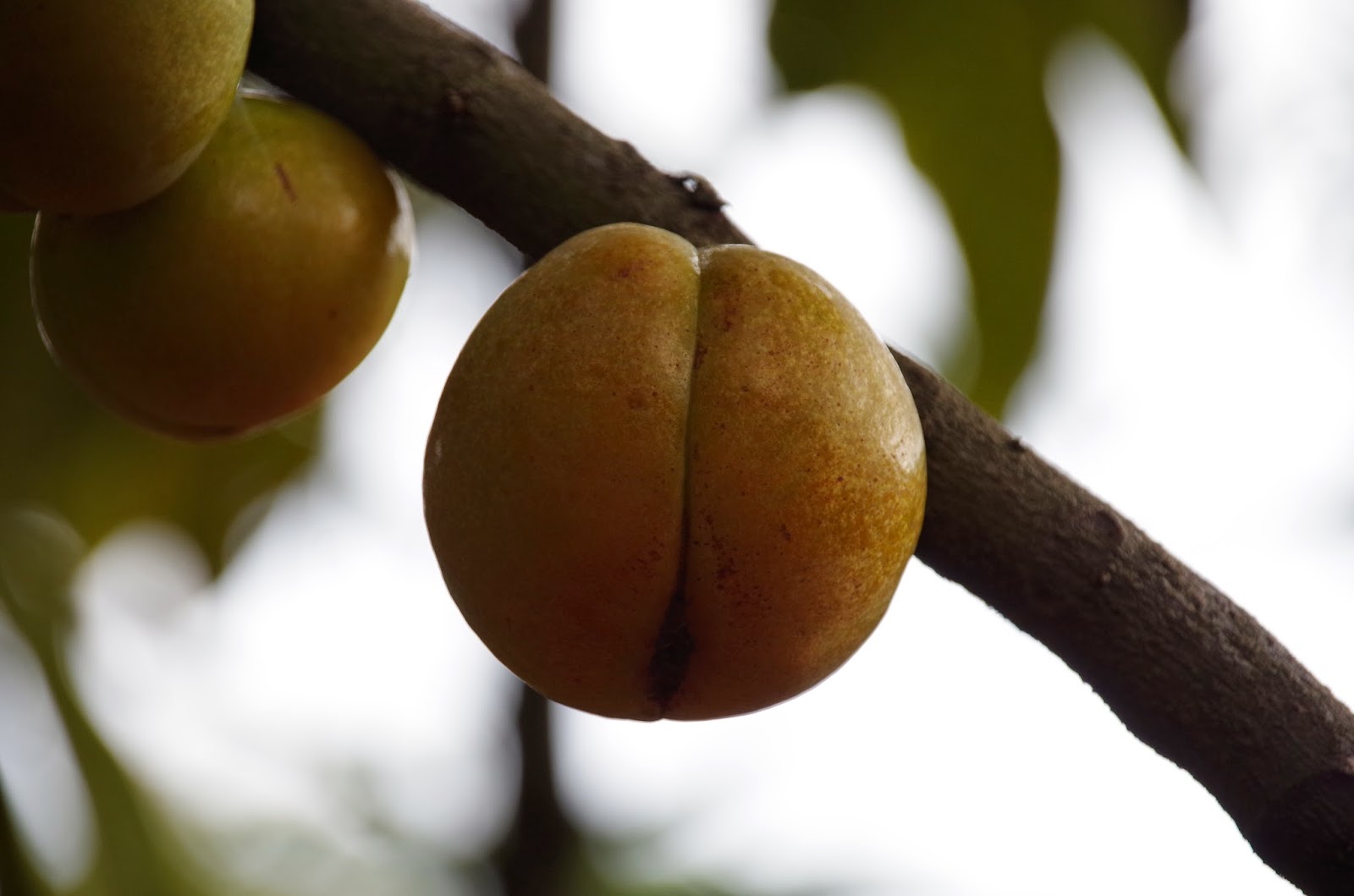 Trees and Plants: Cabbage Leafed Nutmeg