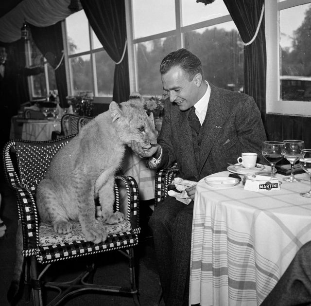Fascinating Vintage Photos of the Felines in the ‘50s ~ Vintage Everyday