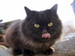 7 Fakta Menarik Tentang Kucing Hitam | TVSoax