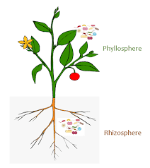 Merlins Micro World: Rhizosphere