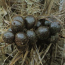 Budidaya Tanaman Pangan: SALAK PONDOH HITAM