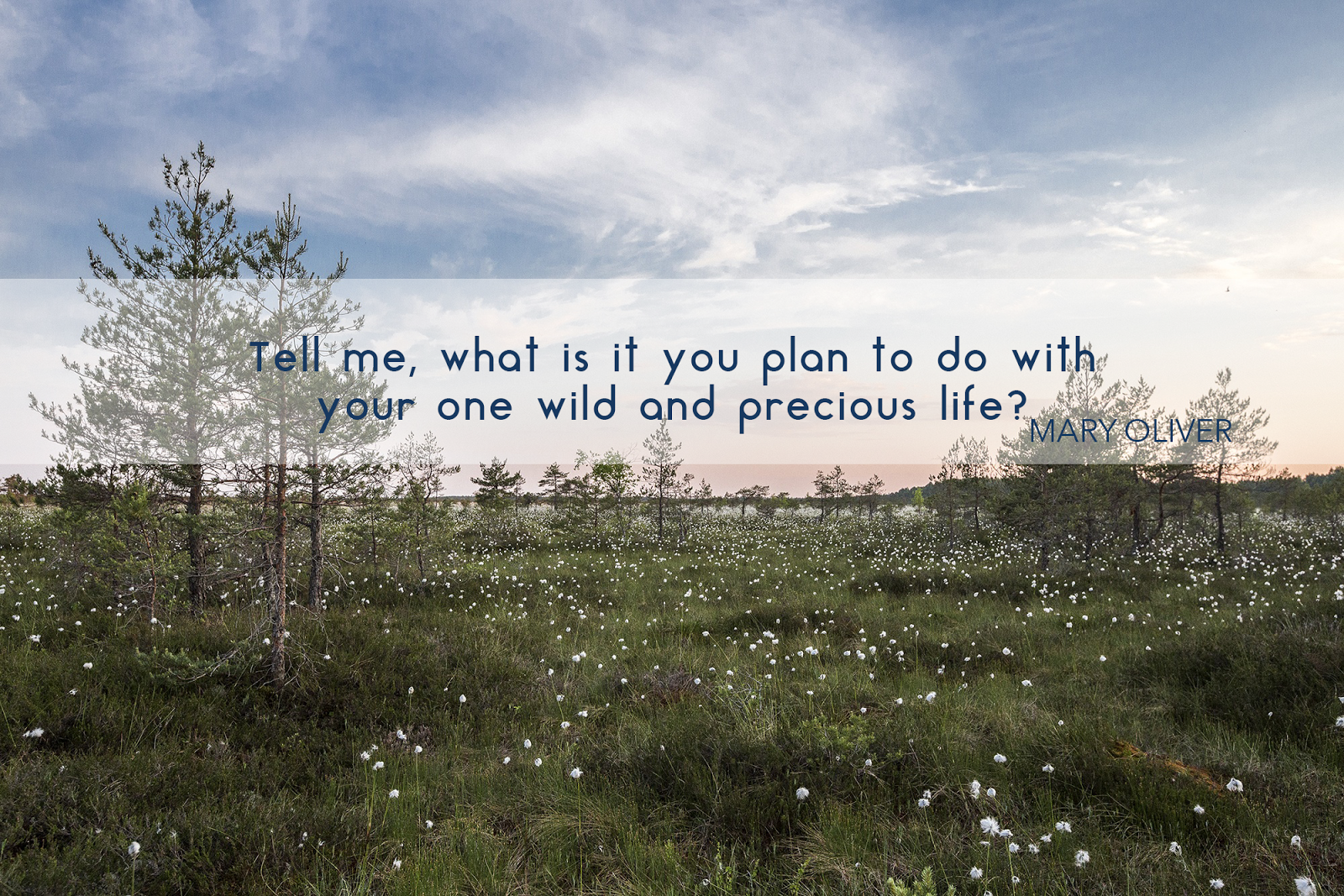 Mary Oliver Wild And Precious Life Desktop Background By Jessica Yang