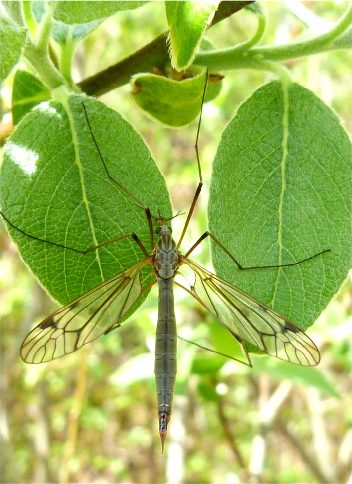 Insects of Scotland: Craneflies
