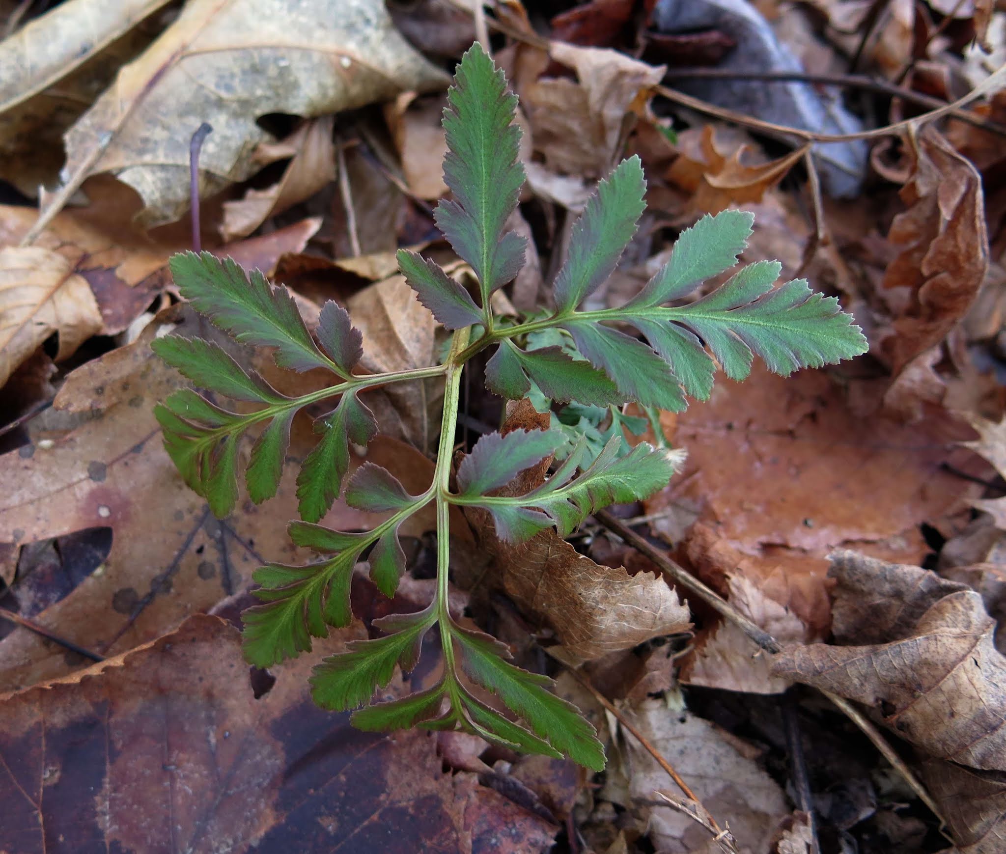 Saratoga woods and waterways: 2020