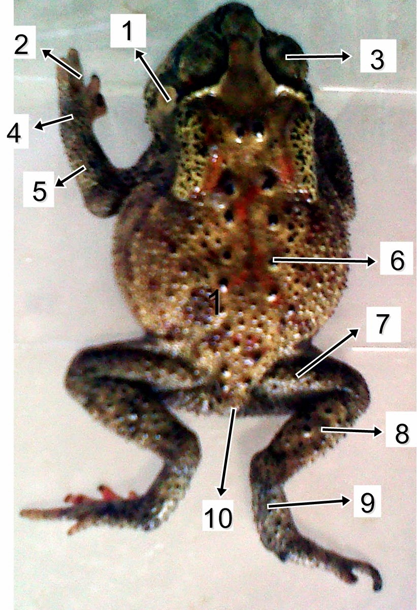 Oekoekpunya.blogspot.com: Badah Kodok