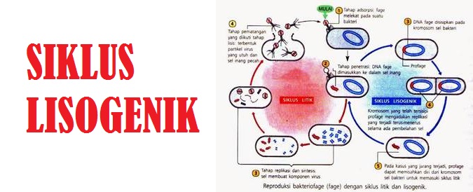 Cara Hidup Dan Reproduksi Virus Serta Pengaruh Positif Dan Negatif ...