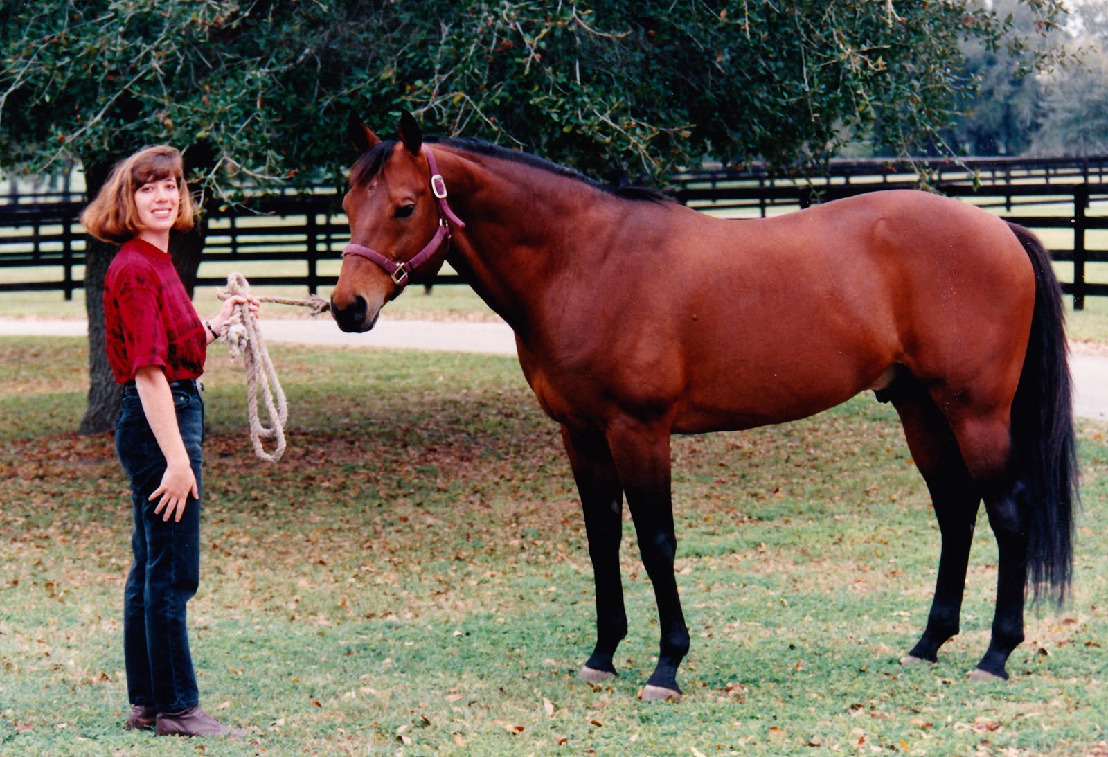Rugged Lark - Alchetron, The Free Social Encyclopedia