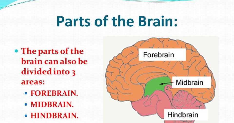 Sarkaari News and More: Forebrain Function