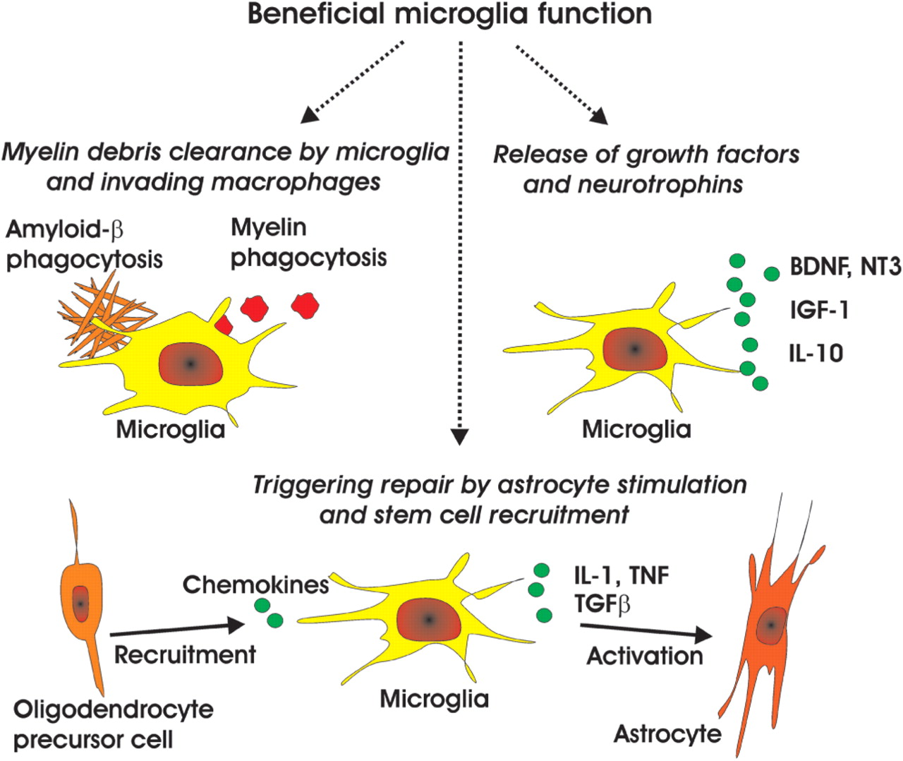 Bio Geo Nerd: Neuroglia