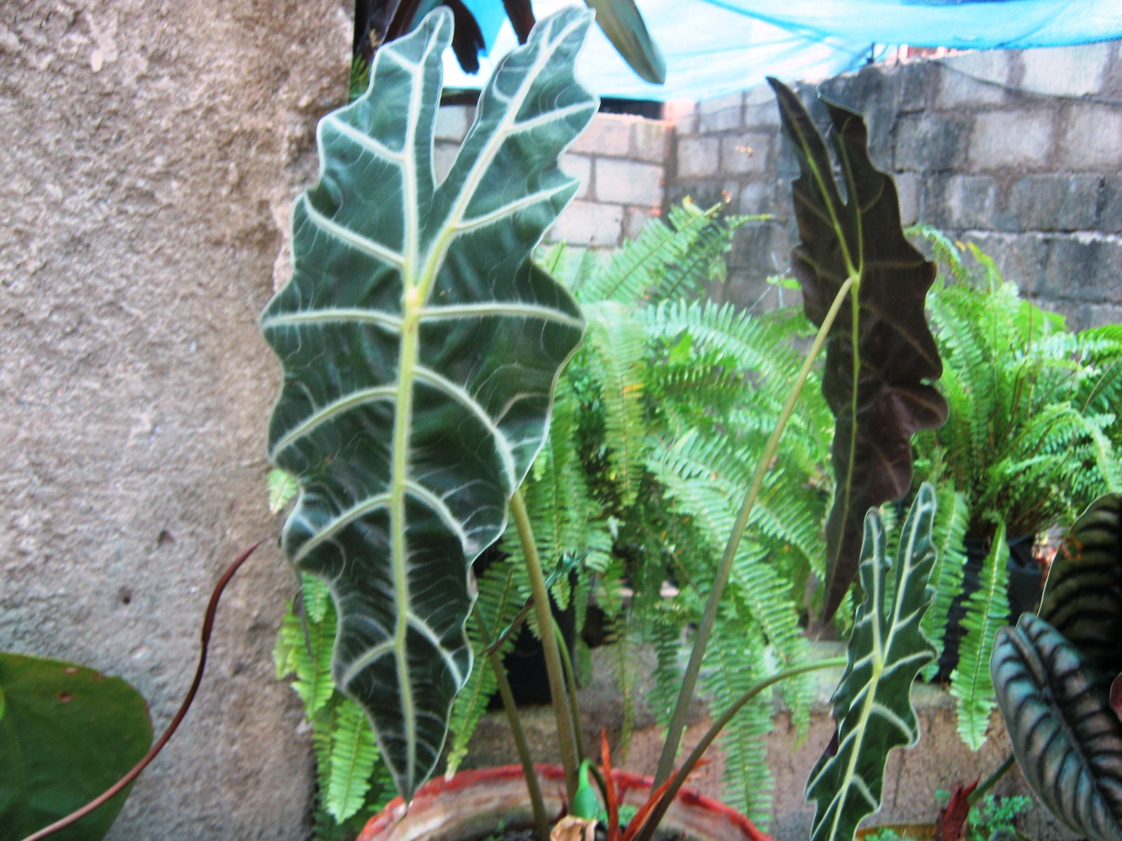 APUNTES - REVISTA DIGITAL DE ARQUITECTURA: Flores y plantas de la Selva ...