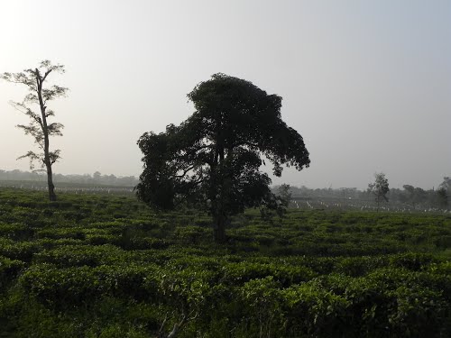 AMAZING BANGLADESH: TETULIA