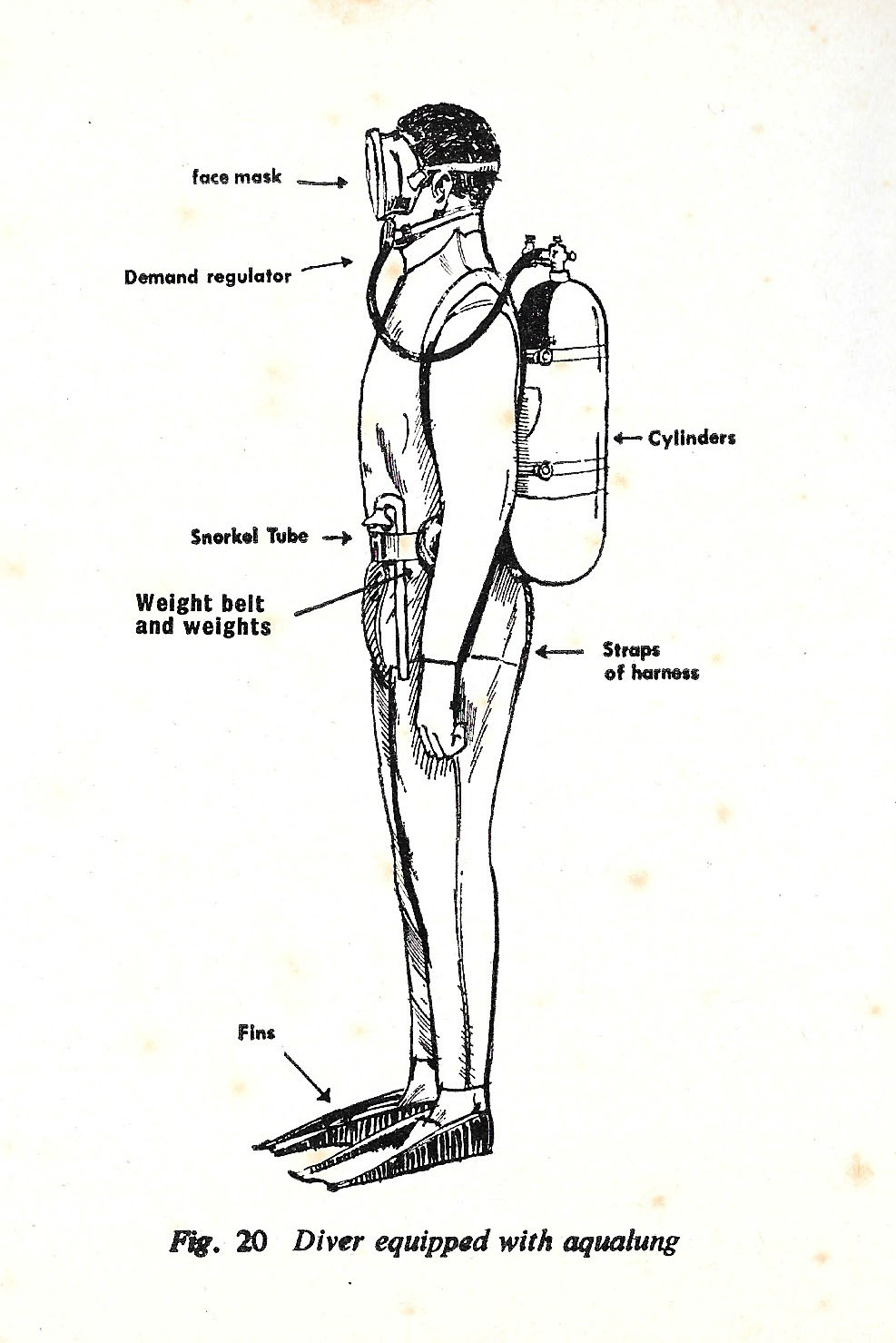 The Art of Diving: Know the Art of Diving