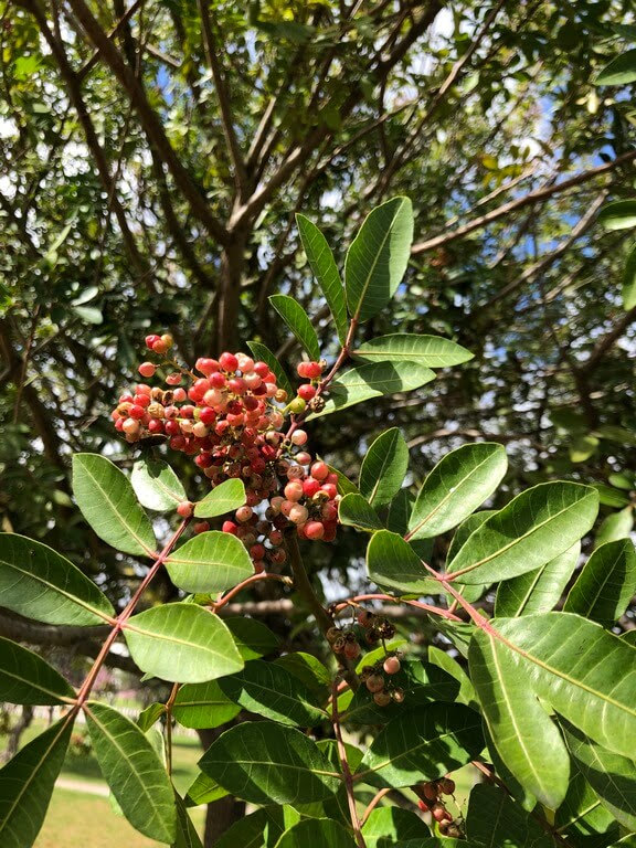 Divagar entre FLORES - ANIMAIS - NATUREZA: 🌹 Aroeira-vermelha (Schinus ...