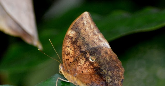 The Forested Path (and Beyond): BUTTERFLIES of RAUB: Discophora necho ...
