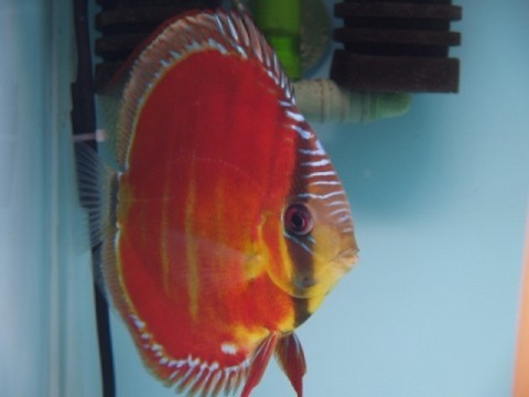 紅鱗七彩 Redscales Discus: 11.Wild Discus 野生七彩神仙的種類3