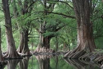 Club de Amig@s de los Ahuehuetes