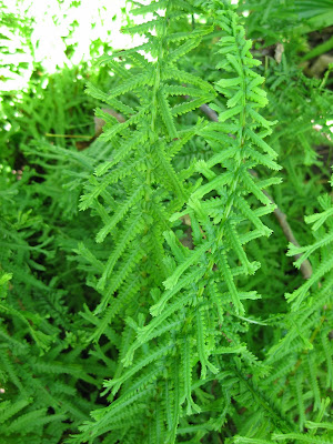 Rotary Botanical Gardens - Hort Blog: Fun Ferns (Starting With The ...