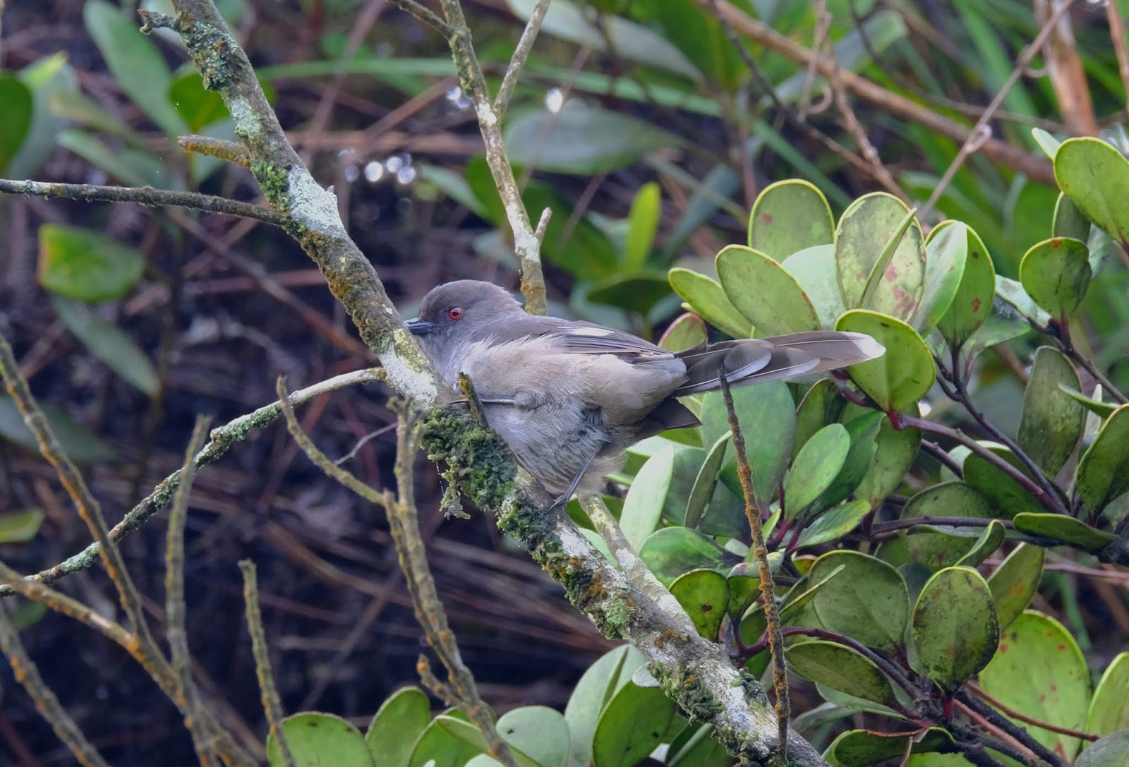 Mike is the name Birding is the game ( Birding in Malaysia - Malaysian ...
