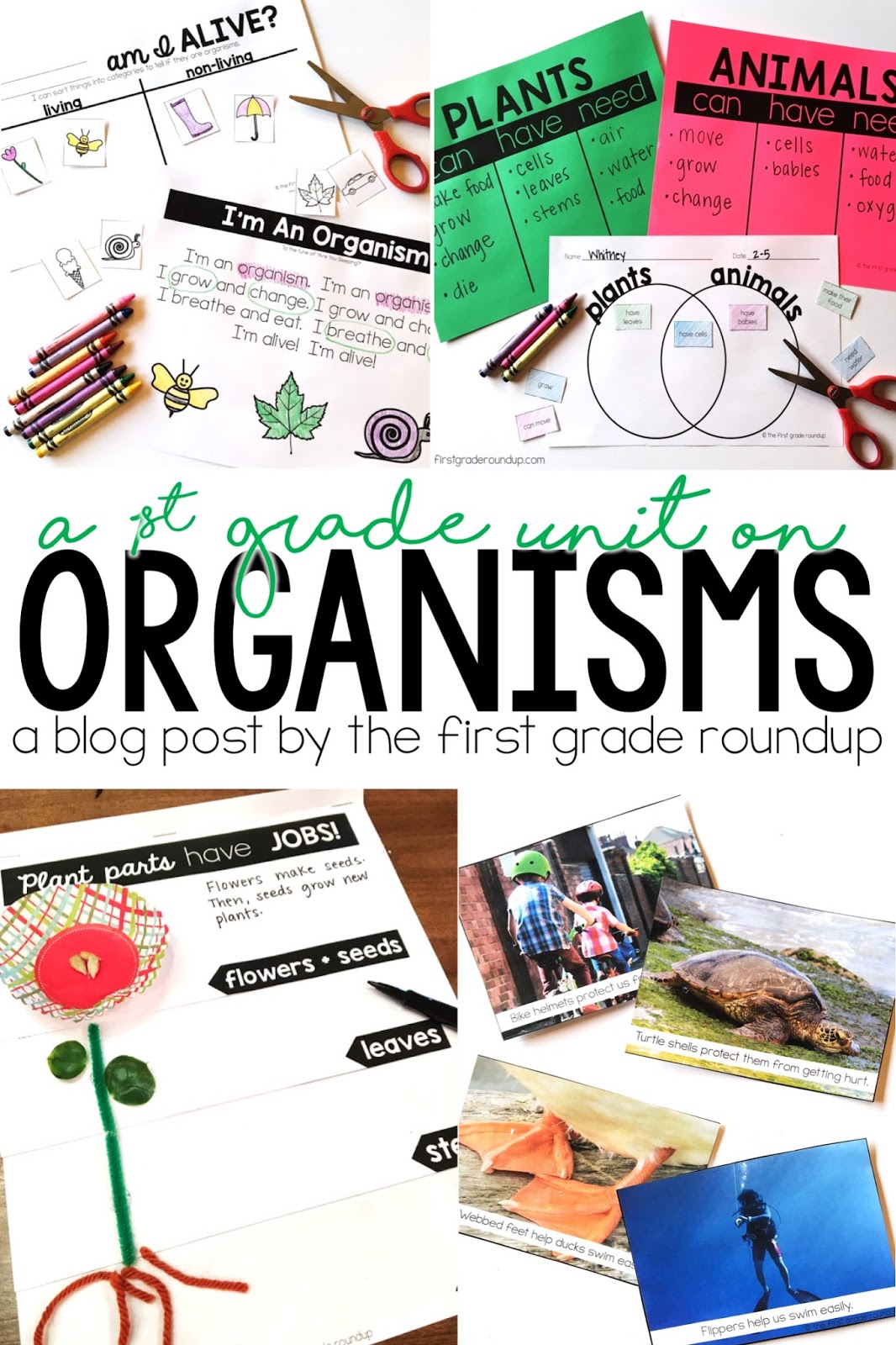 Organisms 1st grade science activities with plants and animals - The ...