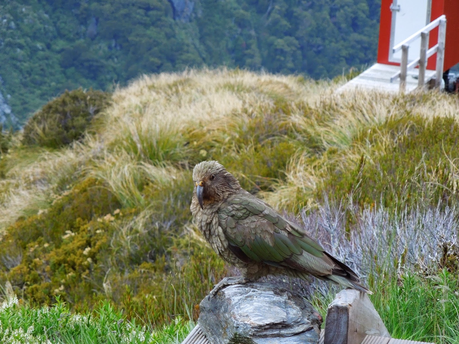 A Welcome Sight: Liverpool Hut, Mt Aspiring National Park, January 2014