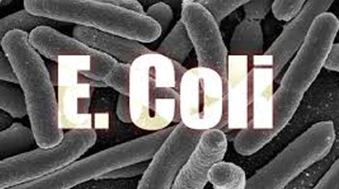 apa itu bakteri e coli - hay dokter