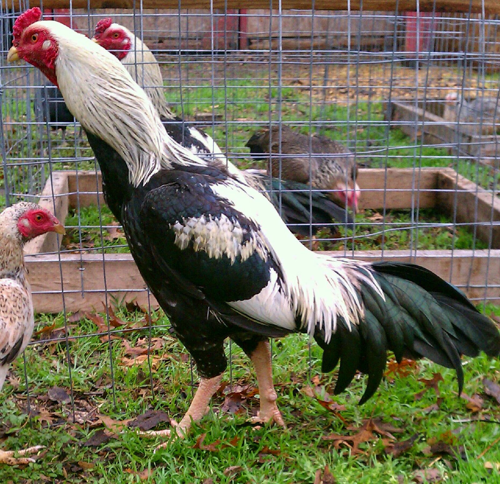 5 Chicken Breeds To Keep At Home