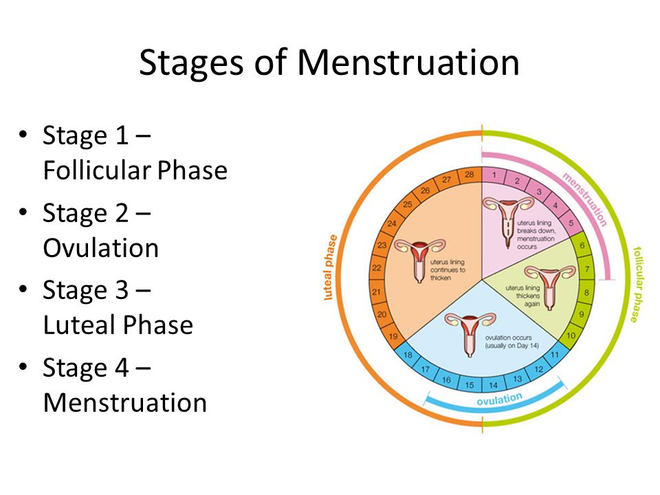 Stages of Menstrual Cycle: Menstruation, Ovulation, Hormones, More