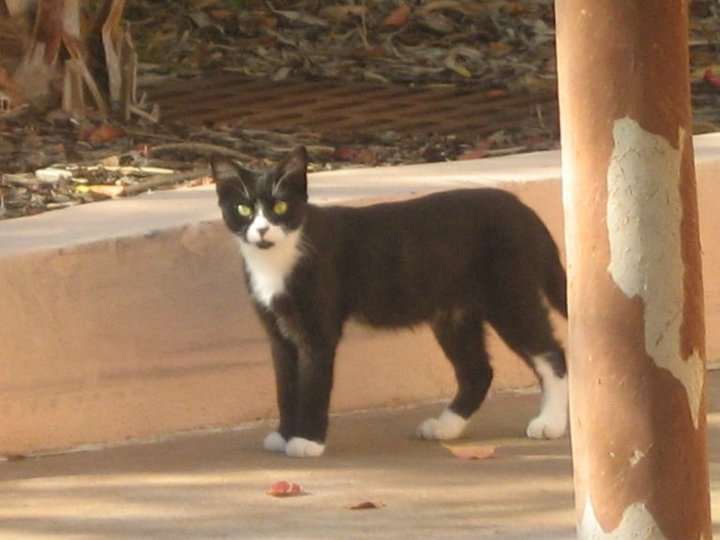 Riverfront Cats, Downtown Miami: Loews Loathes Cats