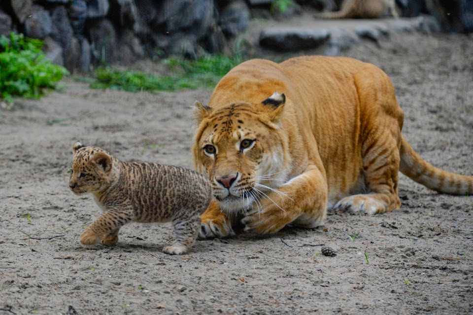 IlRegnodeiFossili: LA LIGRE, UN IBRIDO NATO DA UN LEONE MASCHIO E UNA ...