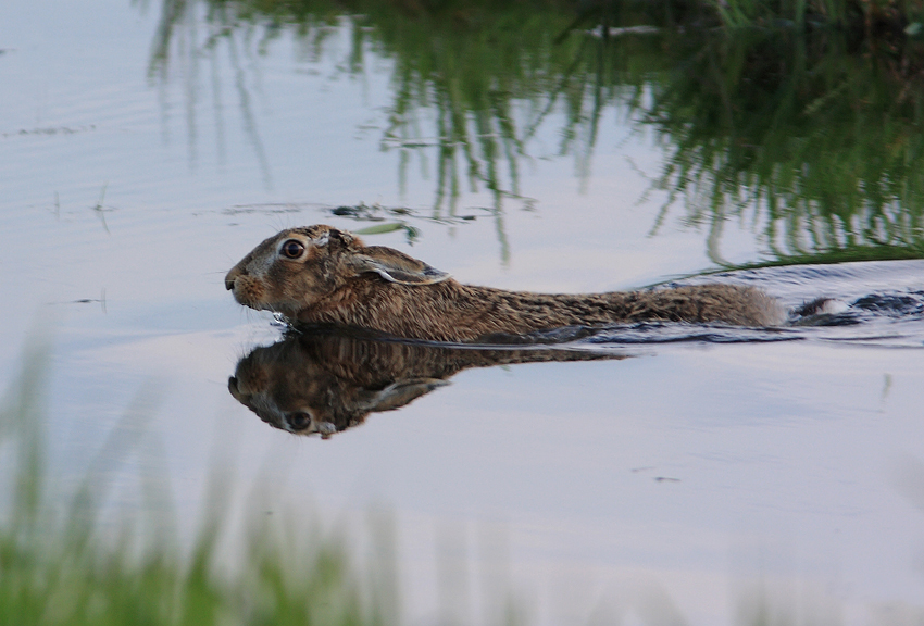 Pepijn Hof: Zwemmende Haas (Swimming Hare)