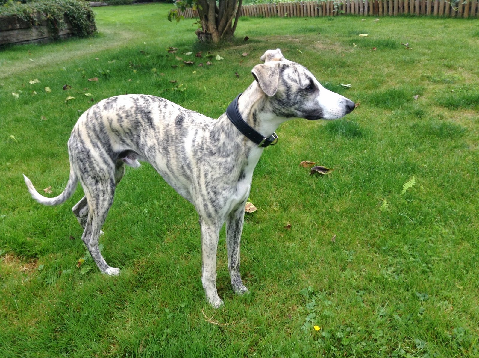 Whippets High on Emotion: Neues von "King Oscar"