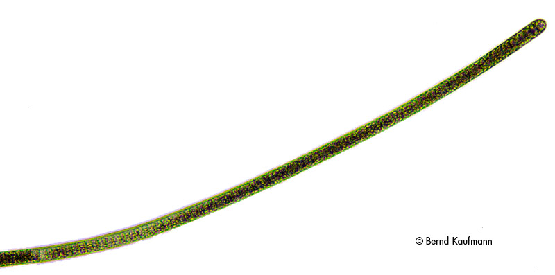 aquamax - das Weblog zur Website: Fotos des Tages: Bündel-Schwingalge ...