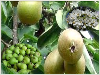 PAPÁBETO y CUCÚ: FRUTAS 01 FRUTAS MEXICANAS: Un Viaje a mi Niñez