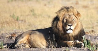 Totem Network Africa